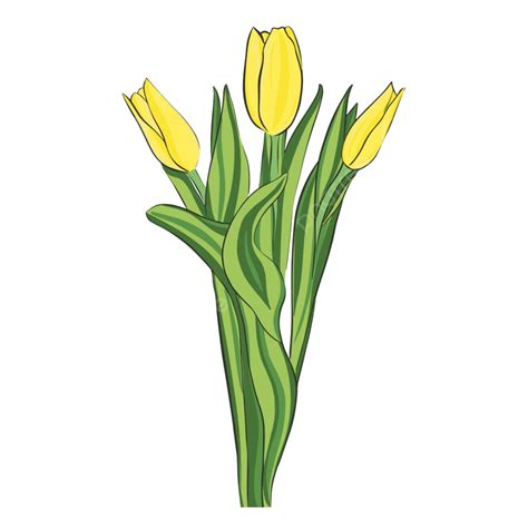 노란 튤립 꽃다발 벡터 일러스트 레이 션 꽃 튤립 장식 Png 일러스트 및 벡터 에 대한 무료 다운로드 Pngtree