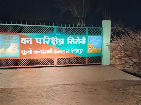 Female Cheetah Veera Came Out Of Kuno National Park कूनो नेशनल पार्क
