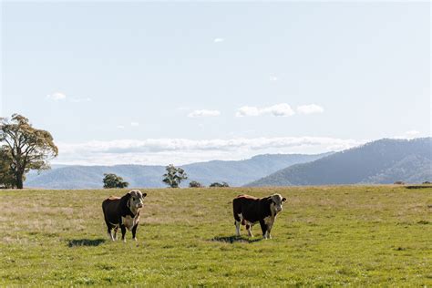 Provico Rural Animal Nutrition Milk Replacer And Supplements