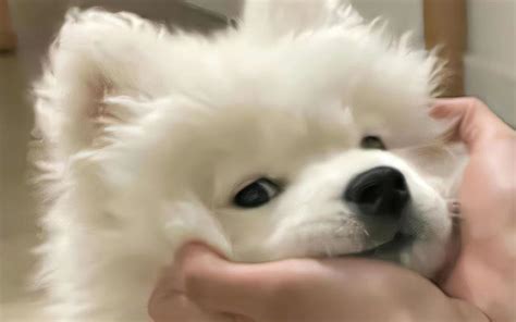 假 装 自 己 是 高 手 荔枝Kouun 荔枝Kouun 哔哩哔哩视频
