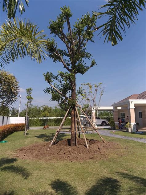 🌳 รีวิวงานปลูกไม้ ต้นล่ำซำandต้นมั่งมี ค่ะ 💥ลูกค้าเลือกต้นไม้ประธานคือ