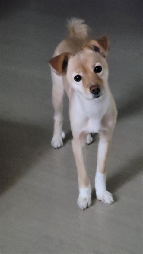 다리만 자란 것 같은 강아지 에펨코리아