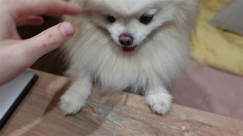 Песик прибежал отбирать мой ужин Смотреть онлайн в поиске Яндекса по Видео