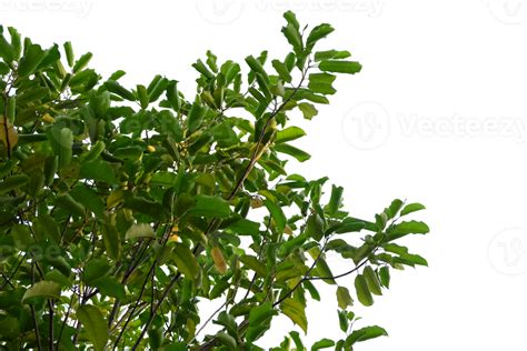 A Tree With Leaves On It With No Background PNG