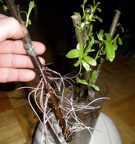 10 Austree Hybrid Willow Trees Fastest Growing Shade Or Privacy Tree