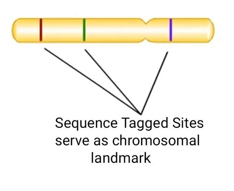 biotechfront sts sequence tagged site mapping principle steps and