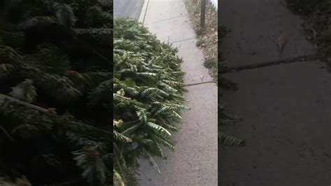 Treeeeeeeeee Youtube