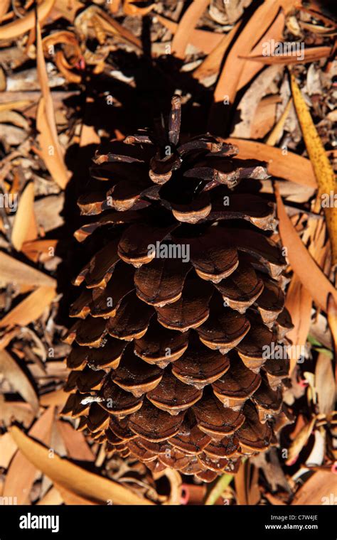 A Pine Cone Lies On The Ground In The Peneda Geres National Park