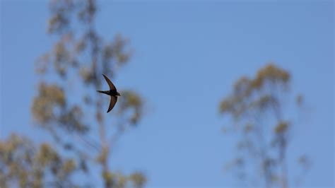 White Rumped Swift Apus Caffer — Jonathan Guillot Wildlife Photographer