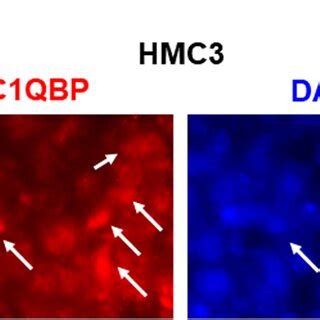 Complement Component 1 Q Subcomponent Binding Protein C1QBP Is One Of Download Scientific