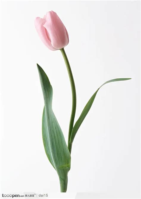 花的彩绘 漂亮的粉色郁金香花苞高清图片图片 花 草木果蔬图片素材 花瓣网