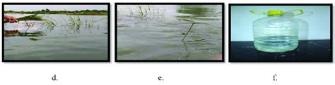 Macrophyte Plants D Submerged E Emerged And F Surface Water Sample