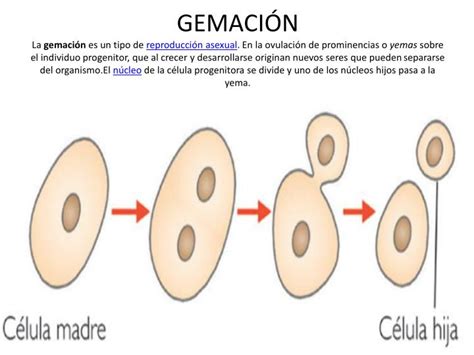 Ppt ReproducciÓn Asexual Powerpoint Presentation Id5419164