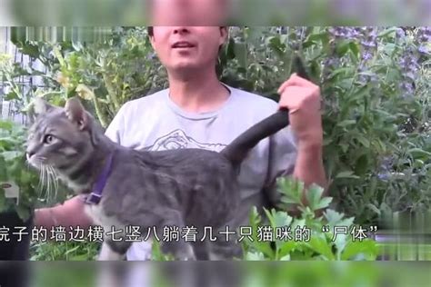 男子在家门口种植猫薄荷驱蚊，一觉醒来这一幕，吓得他直接报警！薄荷种植报警