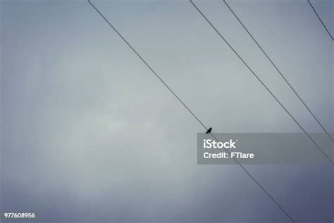 철사 또는 전기 라인에 실루엣 새입니다 분위기 있는 사진 개념 개념에 대한 스톡 사진 및 기타 이미지 개념 개념과 주제 검은색 Istock