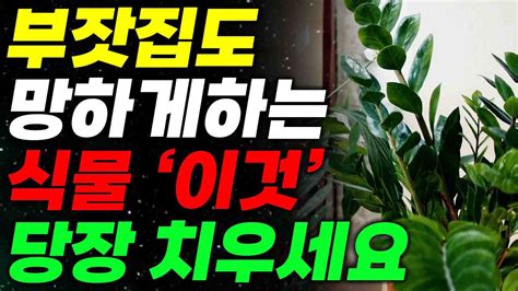 집 안에 이 식물이 있다면 당장 버리세요ㅣ집에서 키우면 절대 안되는 식물 Youtube