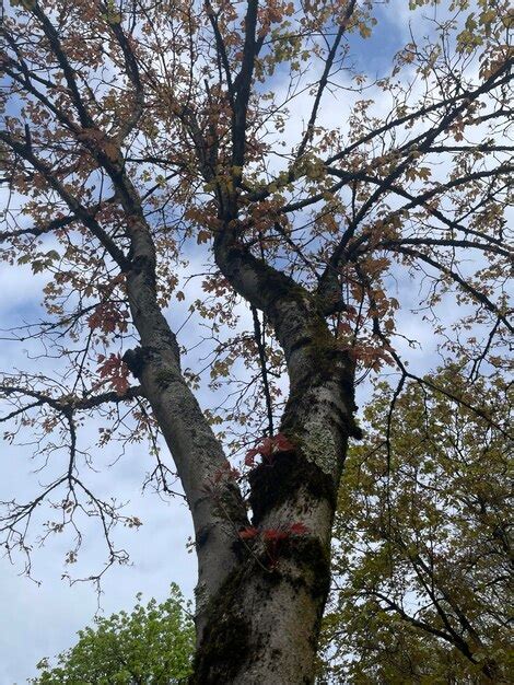 Premium Photo A Tree With A Red Mark On It