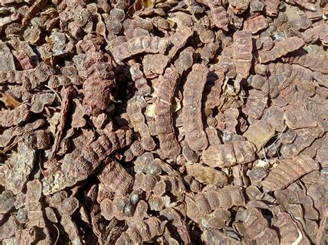 လိပ်သိုဒေသထွက် ကင်ပွန်းသီးများ စတင်ဆွတ်ခူး၍ ခေါင်းလျှော်ရည်နှင့် ဆပ်ပြာရည်များထုတ်လုပ