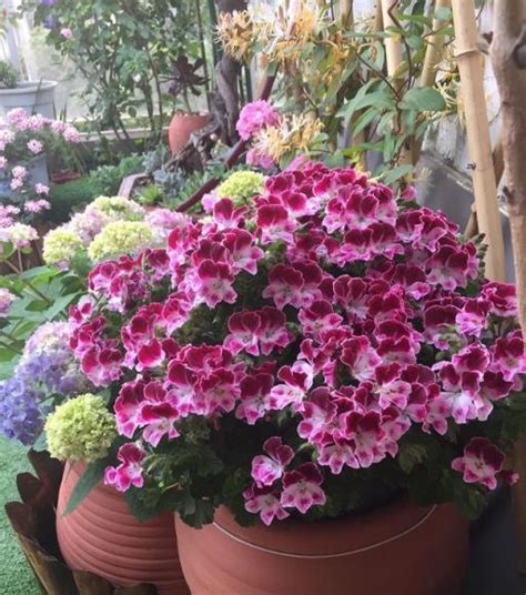 6種漂亮花夏天快扦插越熱越生根30天就開花適合急性子養 imomo植物識別