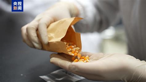 我国在玉米领域获重大发现 有望大幅提升籽粒机械收获水平 腾讯新闻