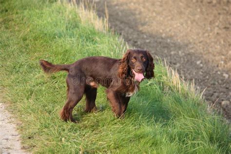 A Very Handsome Chocolate Working Type Cocker Spaniel Puppy Dog Stock