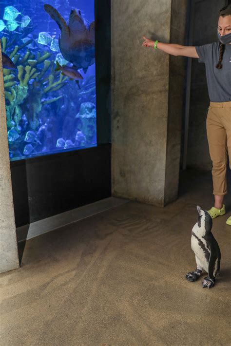 New England Aquarium Treats Elderly Penguin With Custom Footwear