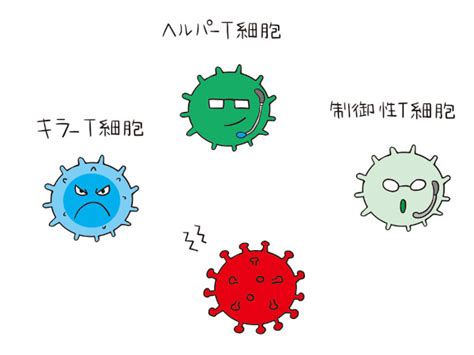 獲得免疫に欠かせない「t細胞」の役割とは？ キラーt細胞・ヘルパーt細胞・制御性t細胞の3つが活躍 マイライフニュース