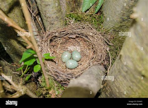 Three Blackbird Eggs And Nest On A Nature Reserve In The Herefordshire