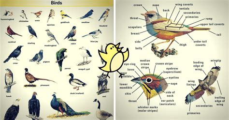 Bird Vocabulary And Parts Of A Bird Eslbuzz