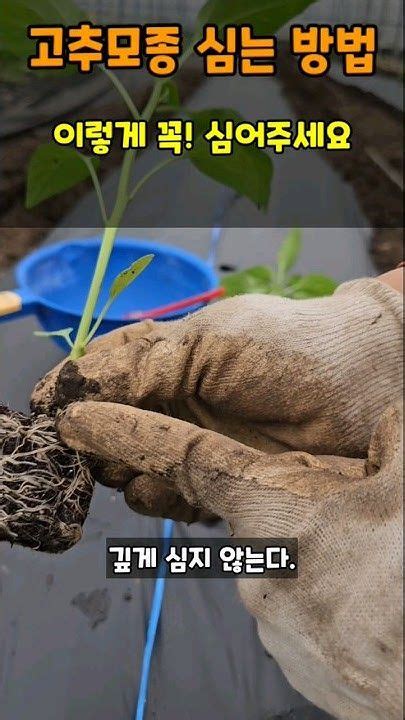 고추 심는 시기 방법 고추심는 깊이 꼭 이렇게 심어야 고추가 많이 달려요 고추심는방법 Artofit