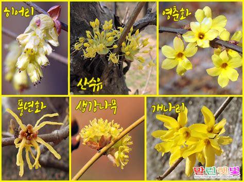노란색 봄꽃 종류 꽃사진 네이버 블로그