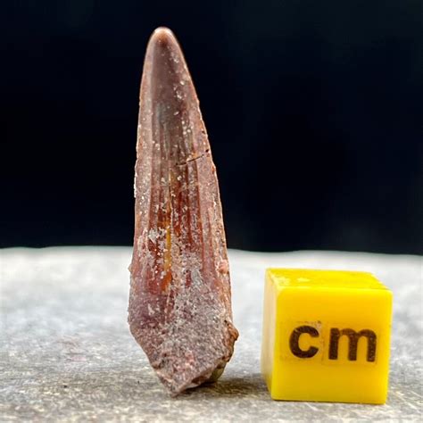 Pterosaur Dinosaur Fossil Tooth Pterodactyl Certified Etsy