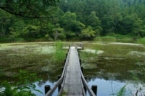 大鹿大池 OIKE POND 日本湖沼めぐり