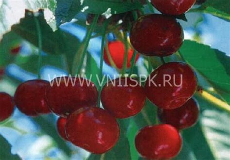 Вишня, Сорт Живица - ФГБНУ ВНИИСПК