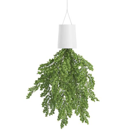 Plant In Inversed Hanging Planter 3d Model Ad