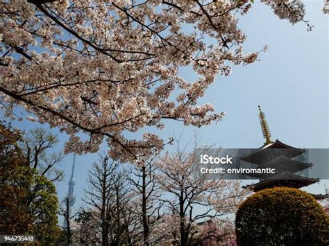 오래 된 아사쿠사 관음 센 소지 절 도쿄에서 벚꽃에서 벚꽃 나무와 나무 사이 배경에서 도쿄 스카이 트리 타워 멀티 지붕 탑의