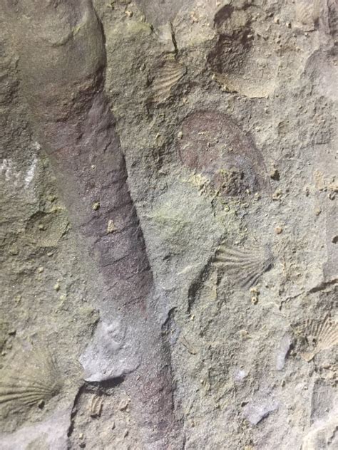 Squid Fossil Id The Fossil Forum
