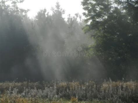Misty Morning In A Wood Stock Image Image Of Mysterious 63911627