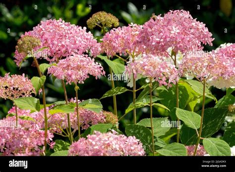 Bigleaf Hydrangea French Hydrangea Mophead Hydrangea Hydrangea