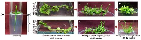 A G A G Direct Multiple Shoot Organogenesis From In Vitro Root Explants