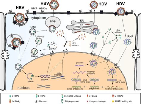 Figure 2 From Interplay Between Hepatitis D Virus And The Interferon