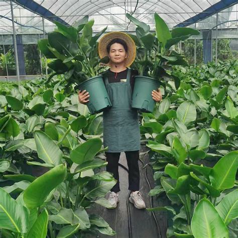 天堂鸟室内盆栽大型客厅绿植花卉大叶植物办公室好养活四季鹤望兰 虎窝淘