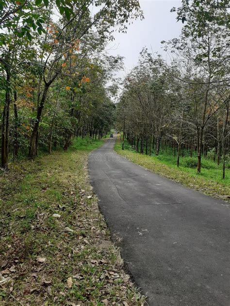 Tours In The Hills Pass Through Roads Between Rubber Trees Stock Image Image Of Rubber Trees
