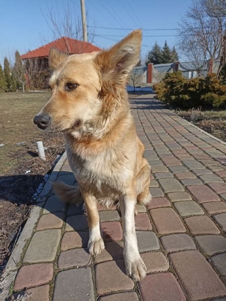 ПОМОГИТЕ НАЙТИ После обстрела убежала СОБАКА Беспородная Кличка ЛИНДА ДЕВОЧКА ВКонтакте