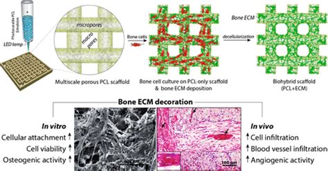 通过体外生成的细胞外基质装饰提高多尺度多孔聚己内酯支架的成骨和血管生成性能。 Acs Applied Materials And Interfaces X Mol