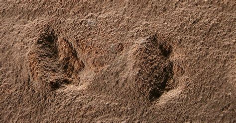 Fossils In Scotland South National Museums Scotland