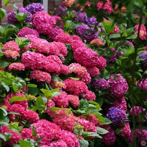 Гортензия крупнолистная Букет Роуз (Hydrangea macr. Bouquet Rose)