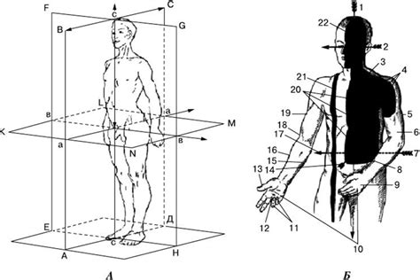Оси и плоскости тела человека Биомеханика Познание телесно двигательного упражнения