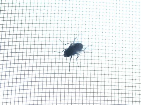 why you should consider installing a flyscreen at home district