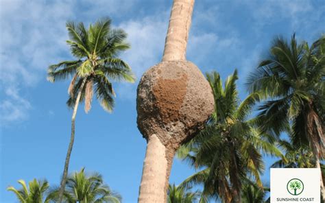 Do Palm Tree Stumps Attract Termites